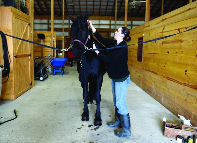 The horse show must go on | Local News | heraldpalladium.com