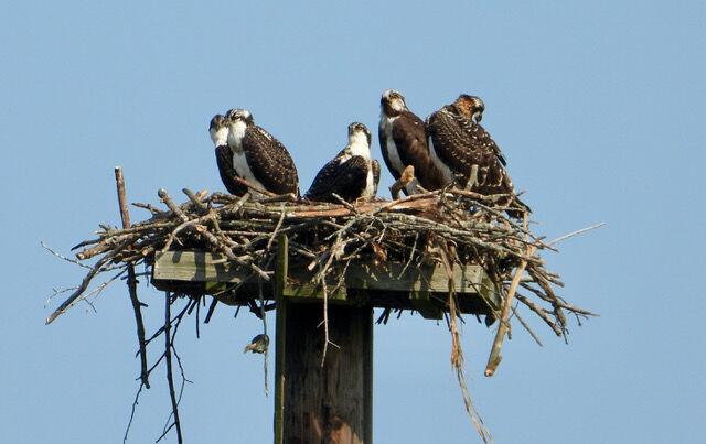 Osprey family survives storm | Local | heraldpalladium.com