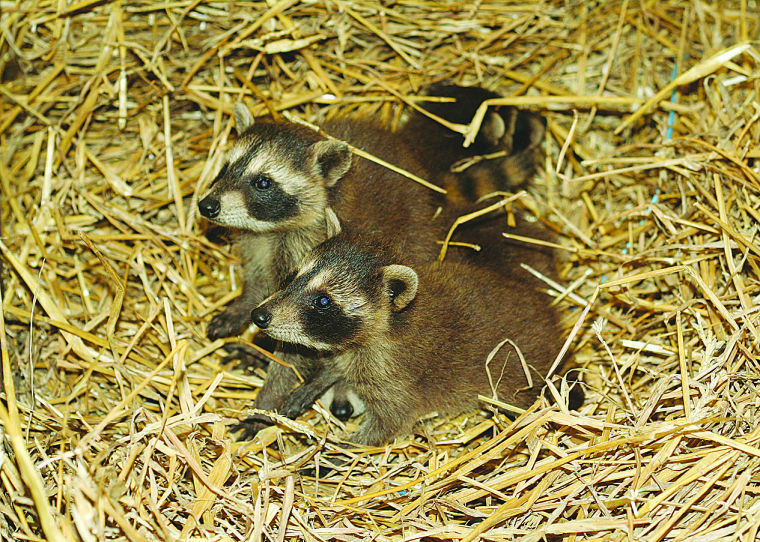 Raccoon rescue | Local News | heraldpalladium.com