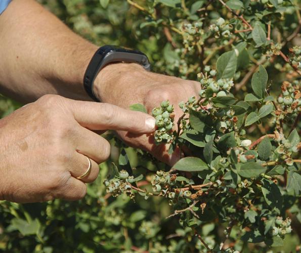 Dry spell could threaten Southwest Michigan's bumper crop of ...