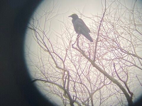 A rare raven sighting in area | Local | heraldpalladium.com