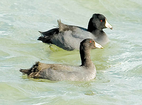 Southwest Michigan Wildlife: Northern waterfowl move in | Features ...