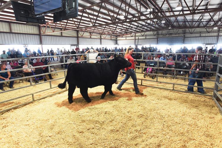 Prize-winning cows auction for thousands at Berrien County Youth Fair ...