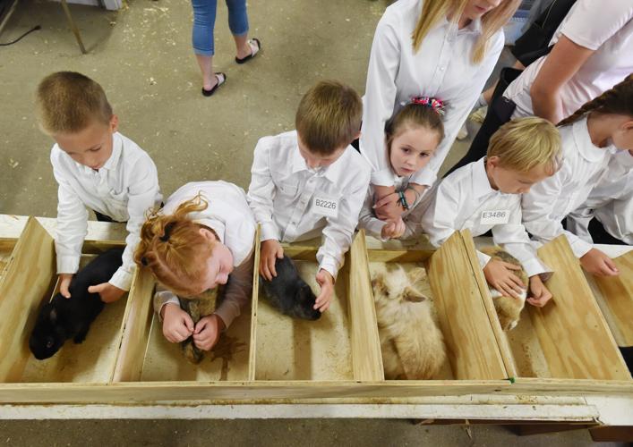 Berrien County Youth Fair to showcase over 400 rabbits this week ...