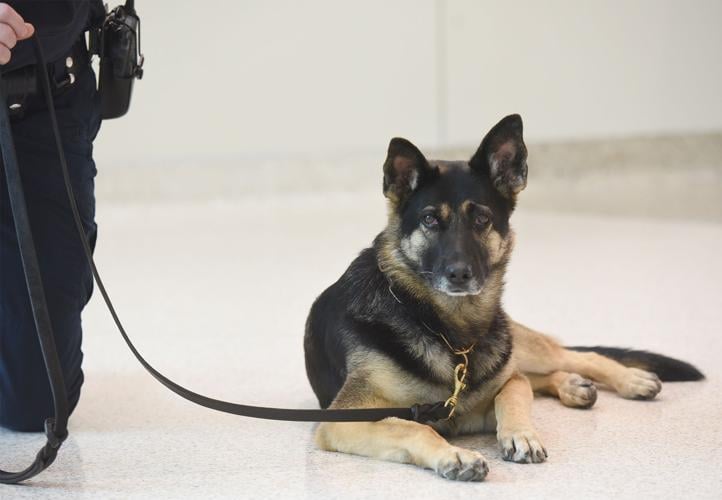 Corewell Health security dogs stay on guard for explosives detection ...