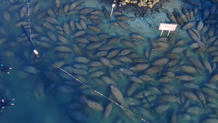 Hundreds of manatees huddle together to keep warm during cold snap ...