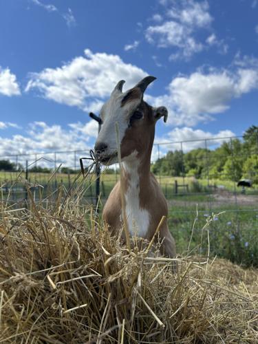Buchanan's Verdant Hollow Farm offers special selection of goat cheeses ...