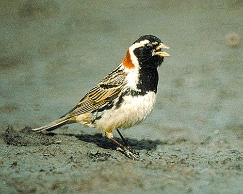 Old world birds on new winter snow | Features | heraldpalladium.com