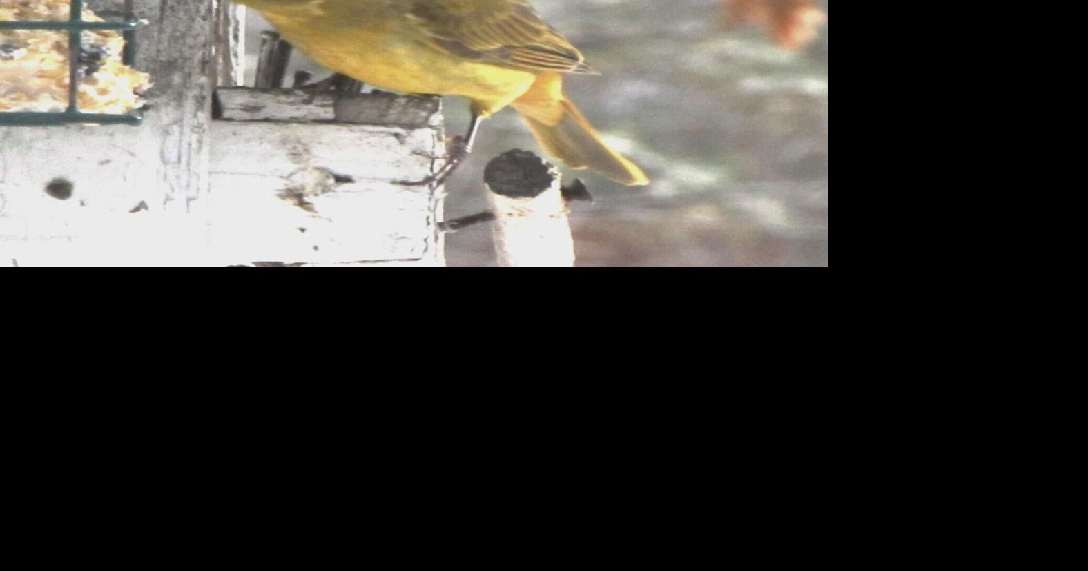 A summer tanager in winter | Local | heraldpalladium.com