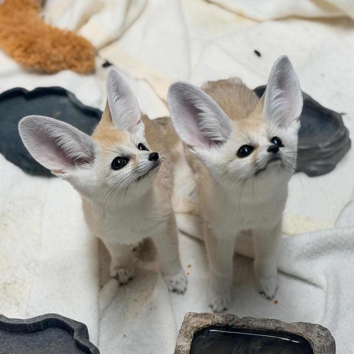 fennec fox babies
