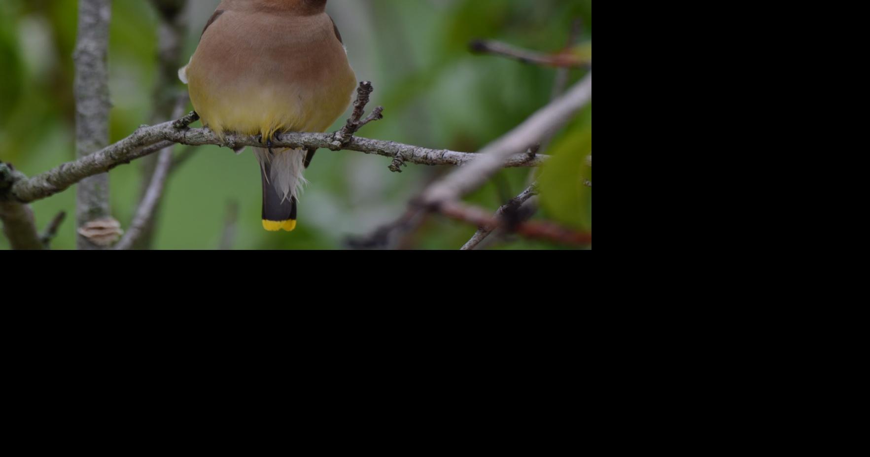 Cedar waxwings a staple of Southwest Michigan | Local | heraldpalladium.com
