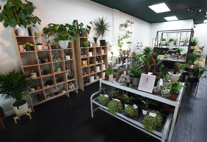 New store in downtown St. Joseph sells house plants | St Joseph ...