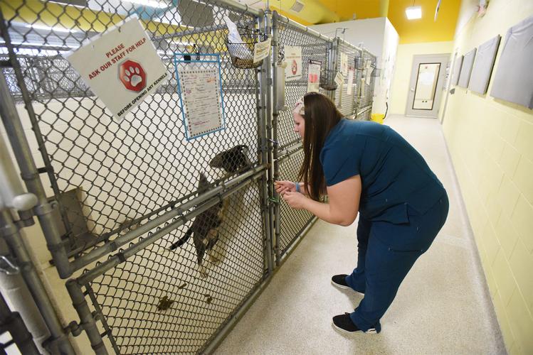 Berrien County animal shelter benefits from donations | Benton Harbor ...