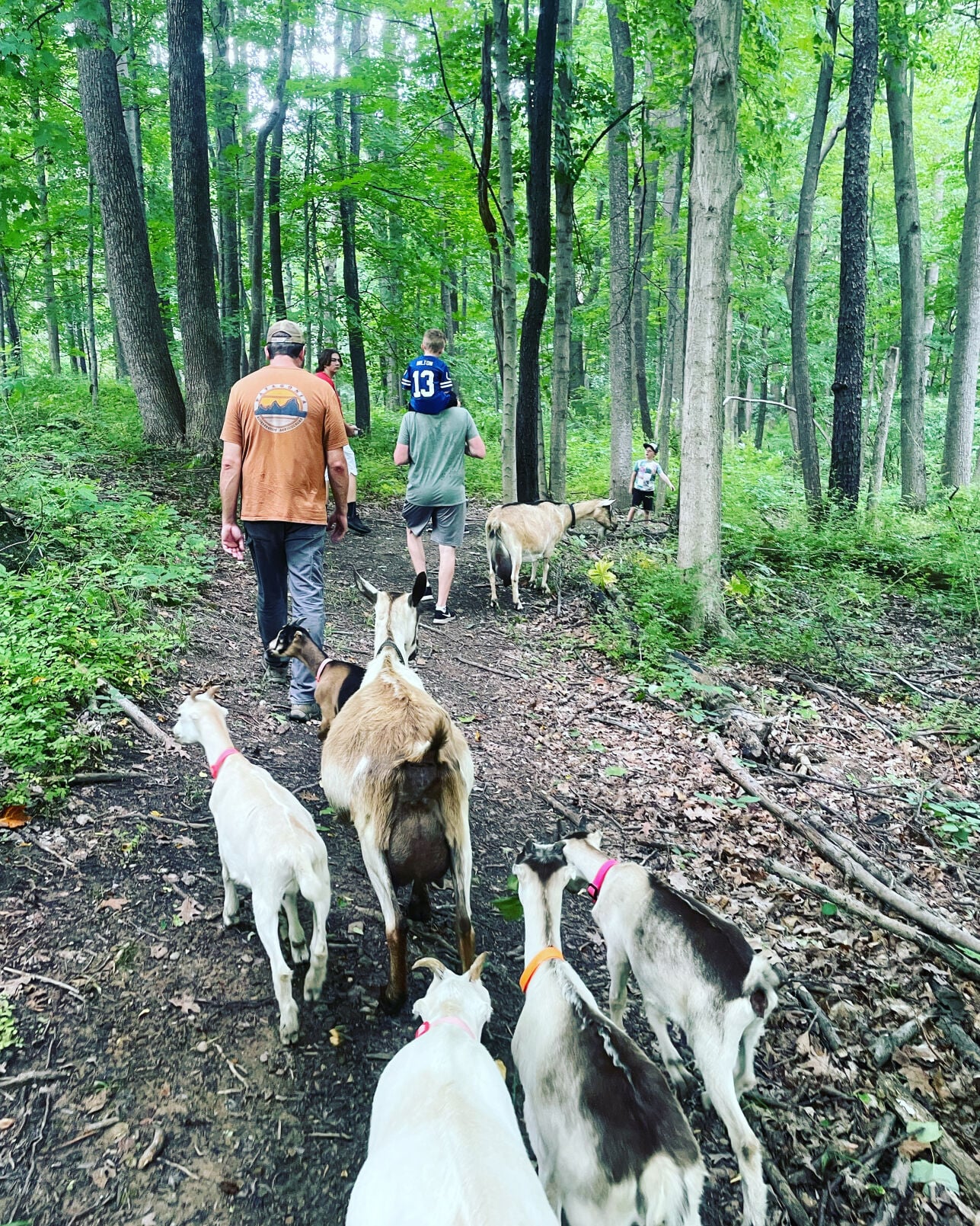 Buchanan's Verdant Hollow Farm offers special selection of goat cheeses ...