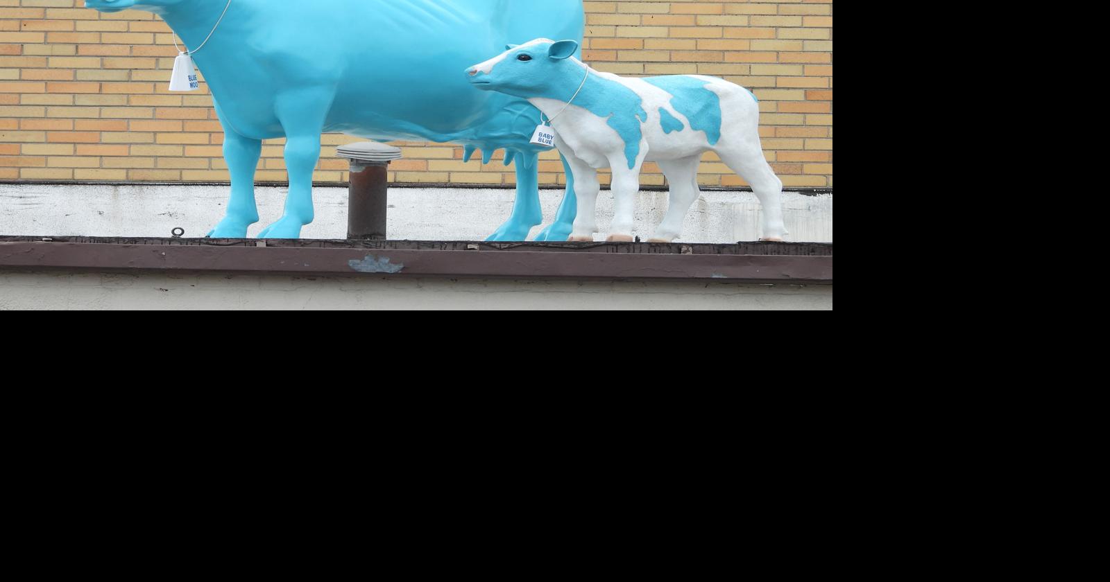Sherman's popular Blue Moo and Baby Blue are back on display after ...