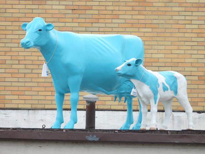 Sherman's popular Blue Moo and Baby Blue are back on display after ...