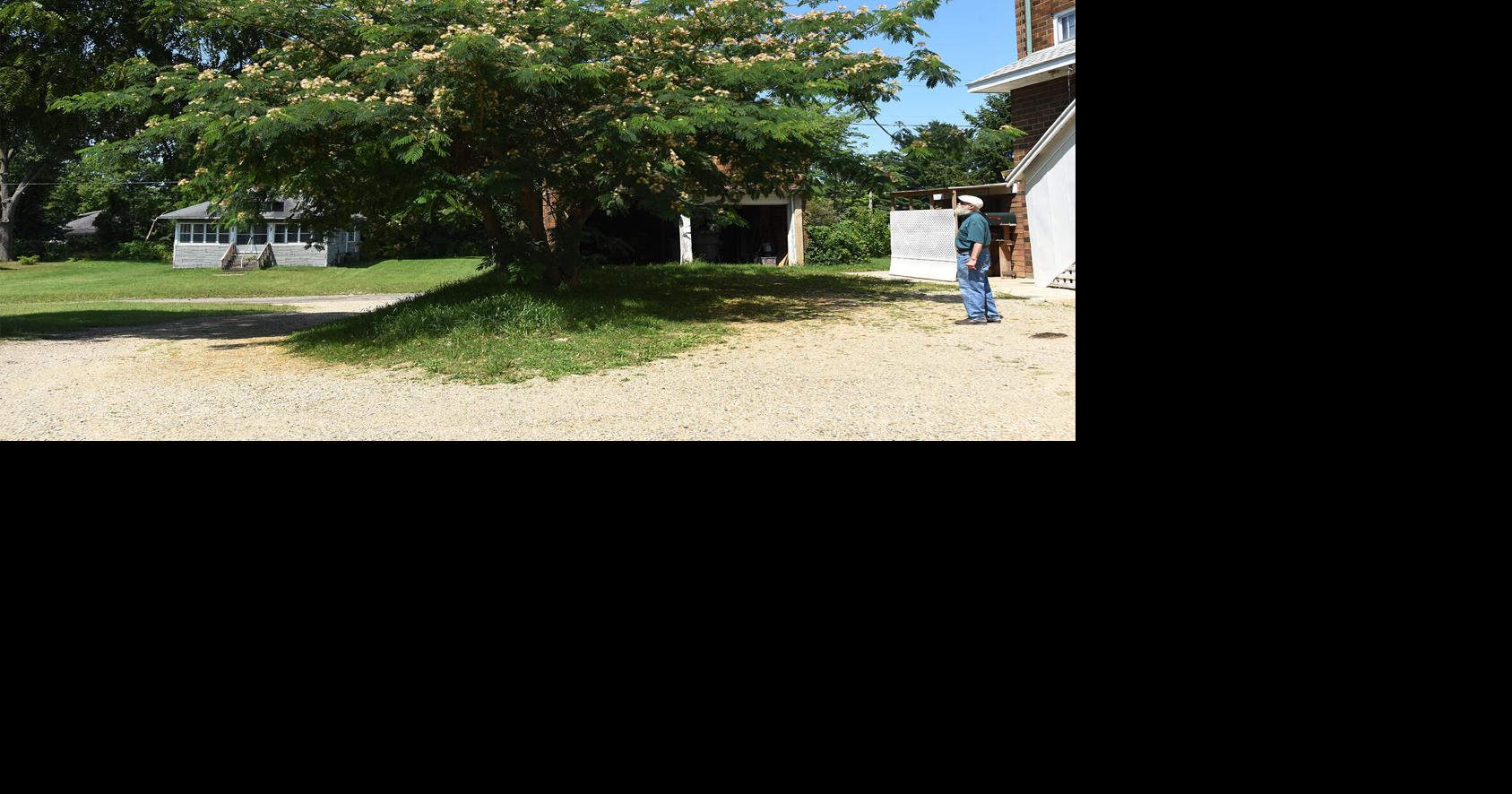 Mysterious tree in full bloom at Mary's City of David | Benton Harbor ...