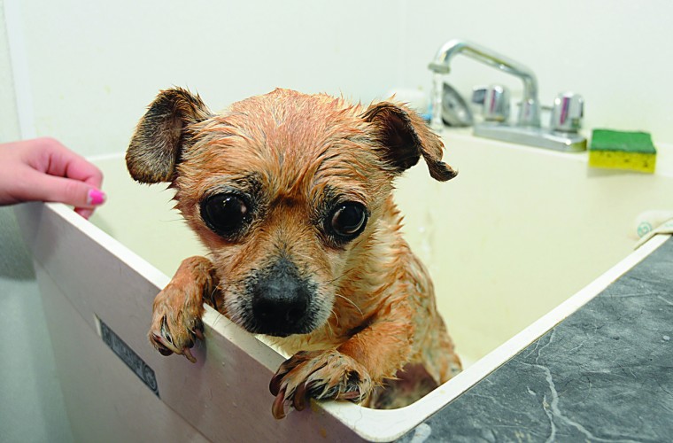 A clean dog is a happy dog | Local News | heraldpalladium.com