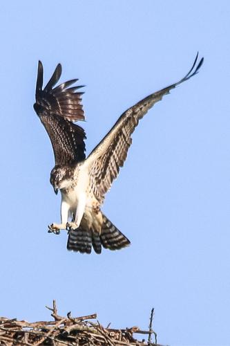 Osprey pair are reliable local nesters | Local | heraldpalladium.com