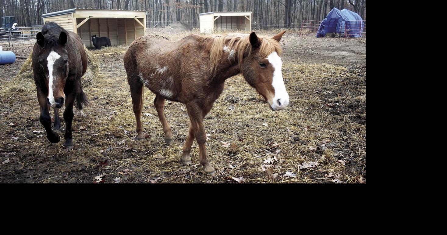 Animals receive community support after New Troy barn fire | Three Oaks ...