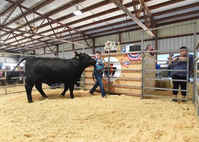 Berrien County Youth Fair exhibitors earn over $600,000 | Berrien ...