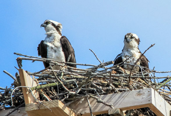 Wildlife Sightings: Osprey return to Madron Lake nest | Local ...