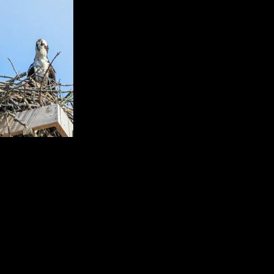 Wildlife Sightings: Osprey return to Madron Lake nest | Local ...