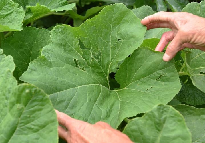 Dry spells, heavy rains leave Southwest Michigan growers in difficult ...