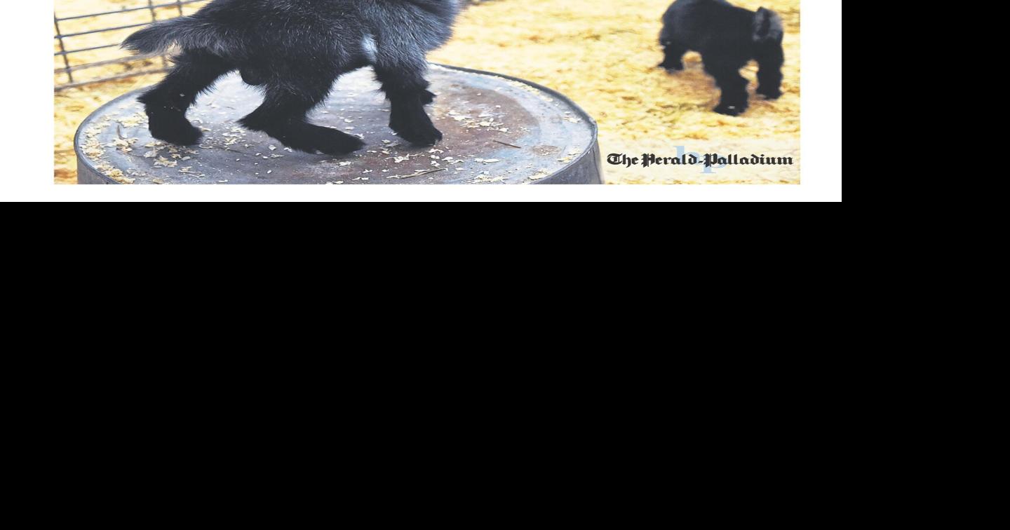 Berrien County Youth Fair 2021 | News | heraldpalladium.com