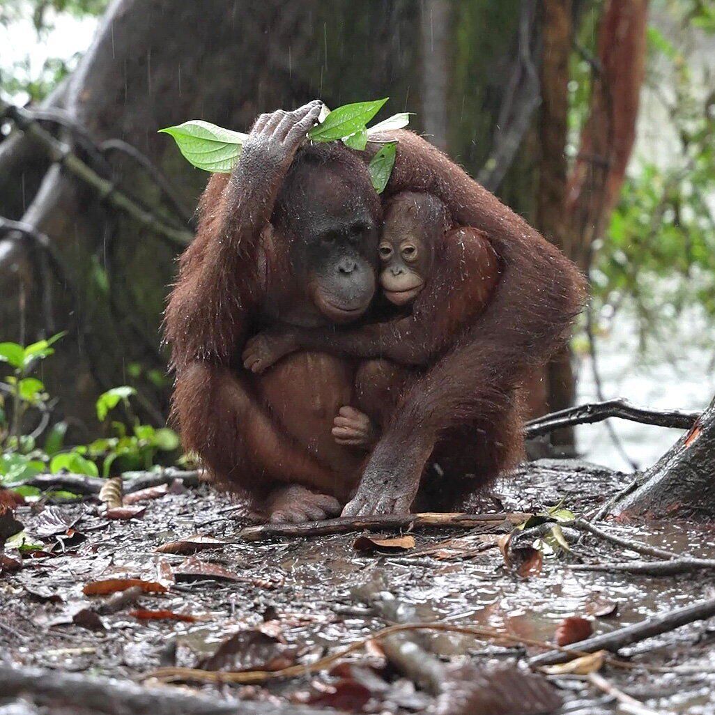 Mother orangutan uses leaf to keep baby dry during rainstorm | National ...