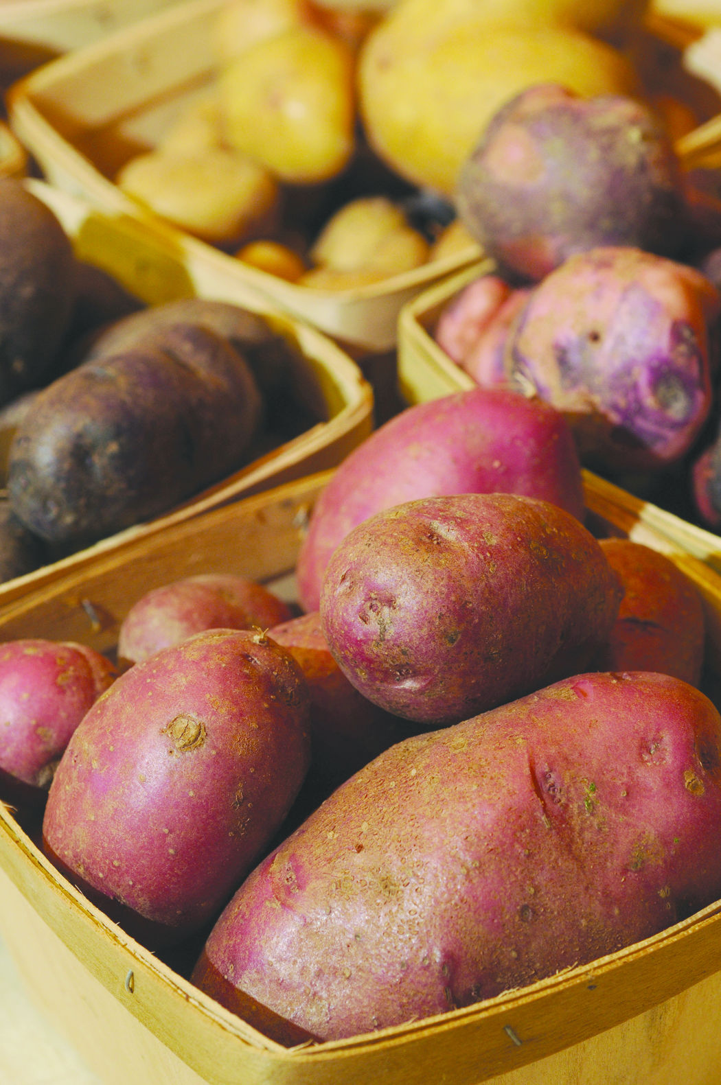 Super spuds | Features | heraldpalladium.com