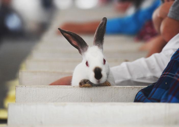 Berrien County Youth Fair to showcase over 400 rabbits this week ...