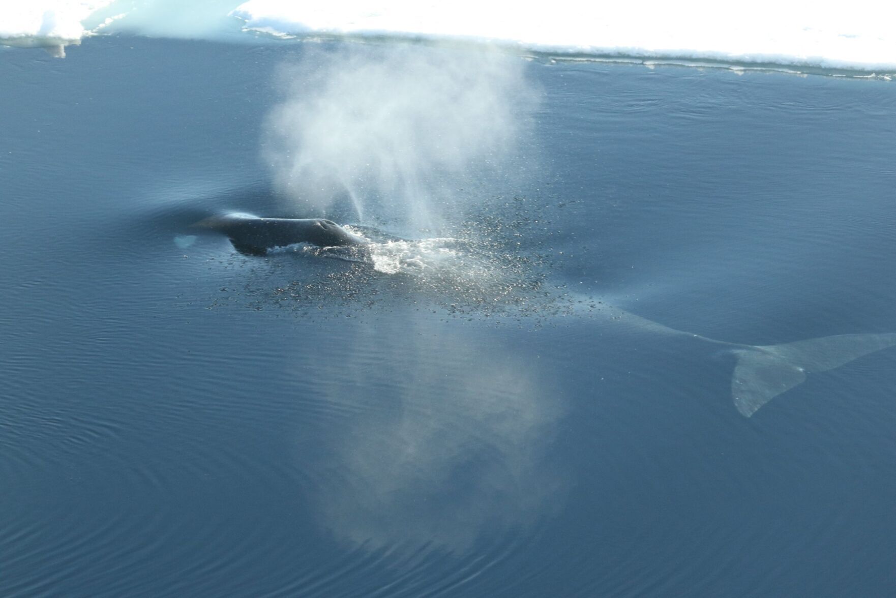 Scientists use AI to discover how whales breed deep beneath arctic ice ...