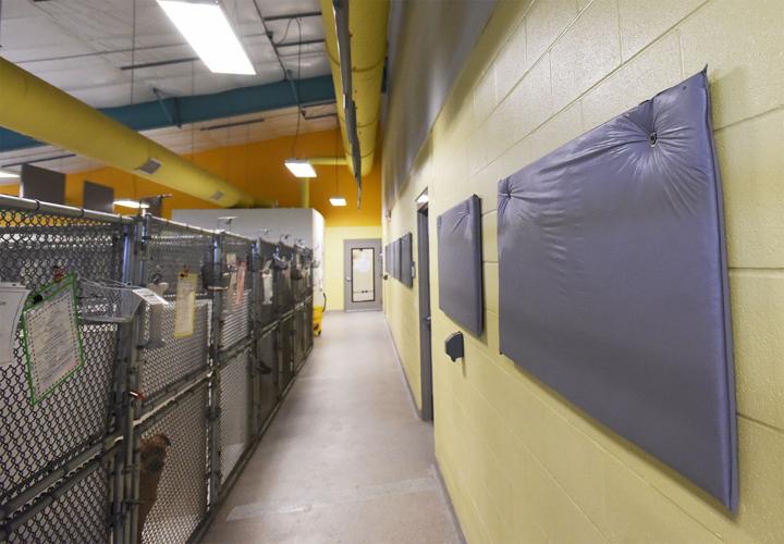 Berrien County animal shelter benefits from donations | Benton Harbor ...