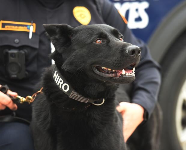 Corewell Health security dogs stay on guard for explosives detection ...