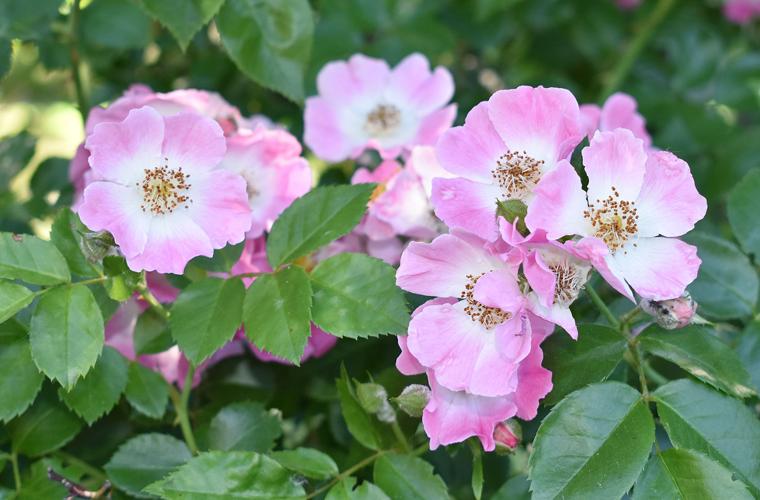 Mary's City of David boasts 100-year-old rose bush | Benton Harbor ...