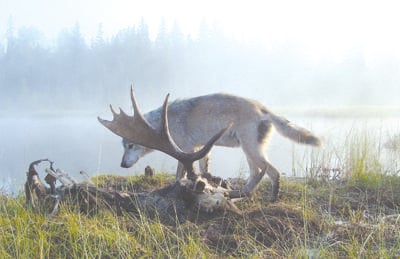 Wolves and Moose of Isle Royale at Sarett Nature Center | Features ...