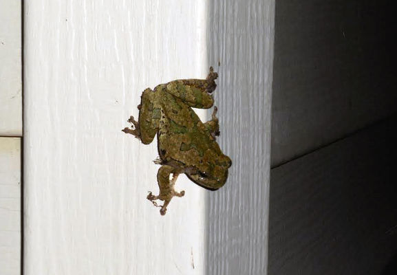 Frogs still jumping | Features | heraldpalladium.com