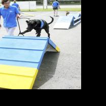 Bark Angels is flying high | Local News | heraldpalladium.com