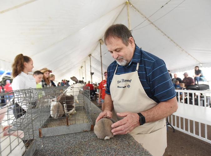 Berrien County Youth Fair to showcase over 400 rabbits this week ...