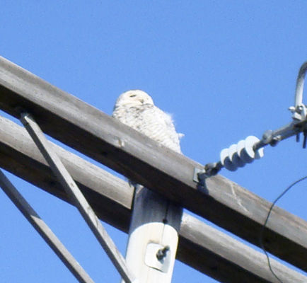 Wildlife Sightings: Osprey return to Madron Lake nest | Local ...