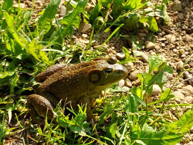 Wildlife sightings: Bullfrogs back from hibernation | Local ...