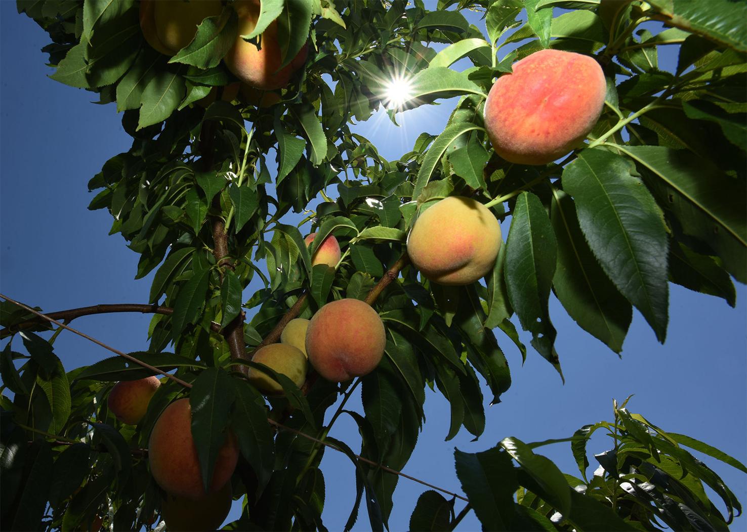 Fruit farmers optimistic about Southwest Michigan's peach harvest ...