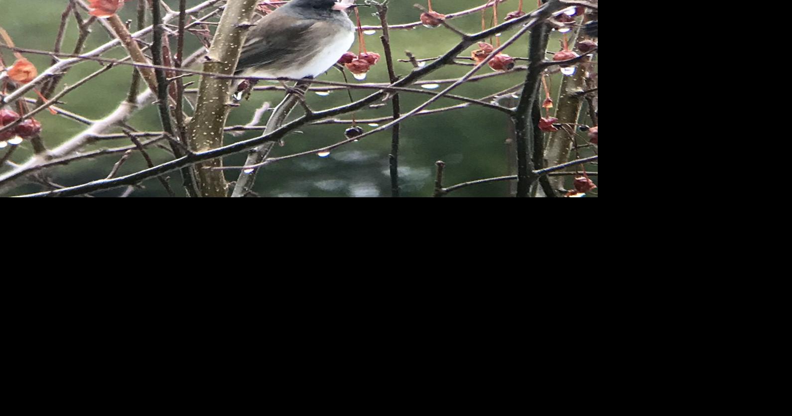Dark-eyed juncos of two types appear in winter | Sports ...