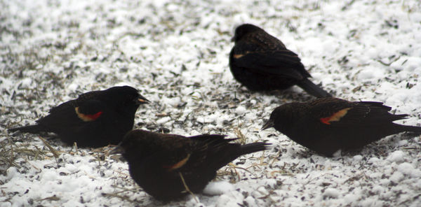 Wildlife sightings: Early spring? Red-winged blackbirds pay a visit ...