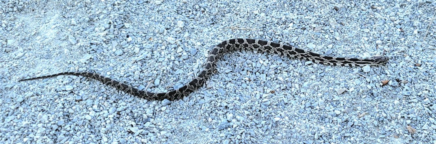 Black rat snake slithers in through vent | Local | heraldpalladium.com