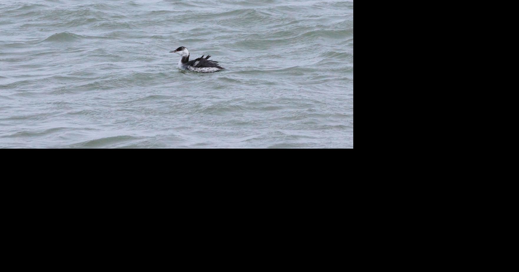 Horned grebe known for diving prowess | Local | heraldpalladium.com