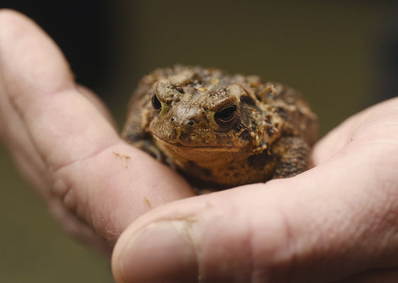 Love Creek's FrogWatch training dates set | Local News ...
