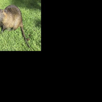 Naturalists doubt nutria are in Michigan, but won't rule it out | Local ...
