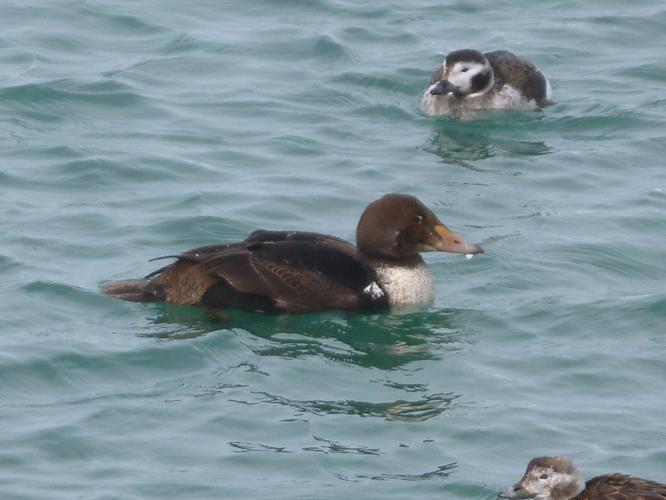 Elder duck is king of winter bird sightings | Local | heraldpalladium.com